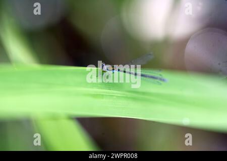 Dusky lilly-squatter (Paracercion calamorum) damselfly in Japan Stock ...