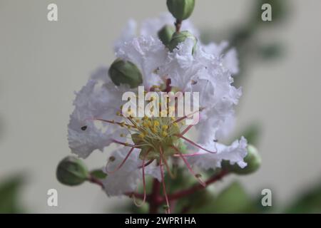 Close up White crepe myrtle or lagerstroemia indica L. Flower blooming ...