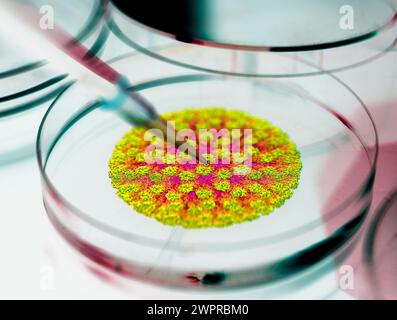 Stomach bug research, conceptual image Stock Photo - Alamy