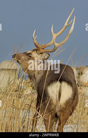 the closeup image of wild sika deer (Cervus nippon) on the island of ...