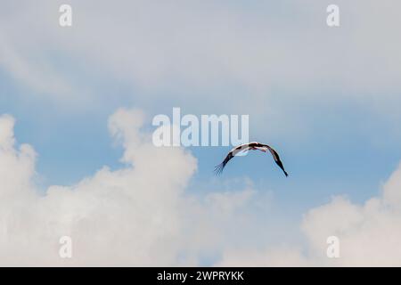A stork soaring freely in the sky, marking the arrival of spring and ...