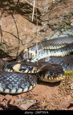 grass snake (Natrix natrix), two grass snakes hunting small fish on ...