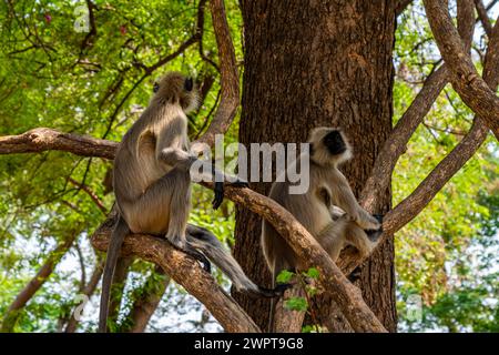 Monkeys in the Jami mosque, Unesco site Champaner-Pavagadh ...