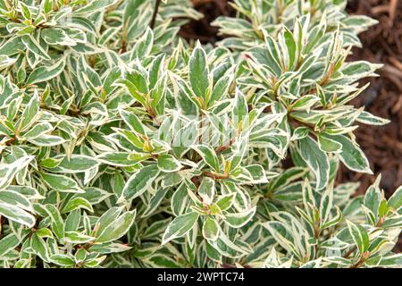 White-coloured Japanese azalea (Rhododendron BOLLYWOOD), Spring Meadow ...