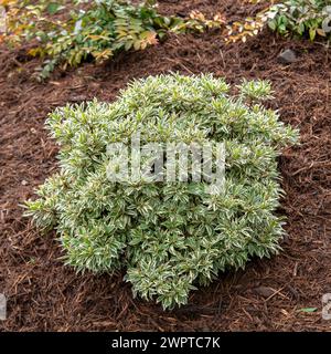 White-coloured Japanese azalea (Rhododendron BOLLYWOOD), Spring Meadow ...