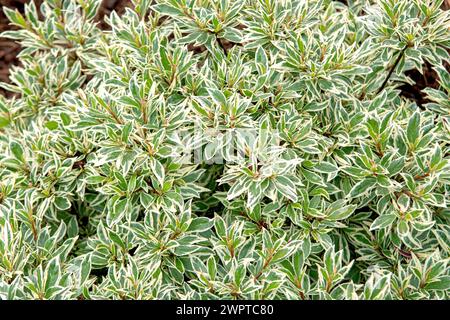 White-coloured Japanese azalea (Rhododendron BOLLYWOOD), Spring Meadow ...