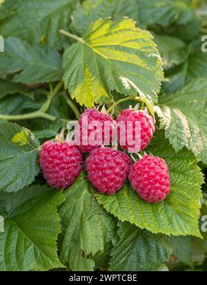raspberry ruby beauty Stock Photo - Alamy