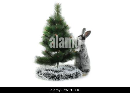Adorable Christmas rabbits under the tree isolated on white background ...