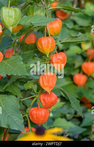 Lampion flower Lampion plant Physalis franchetii, Lampion flower ...