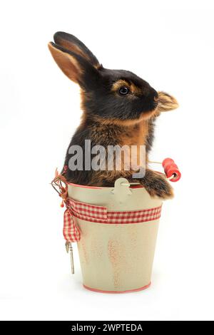 rabbit sitting in a bucket Stock Photo - Alamy