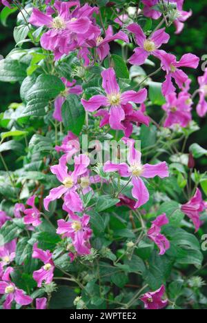 Clematis 'Inspiration', Laussnitz, Saxony, Germany Stock Photo - Alamy