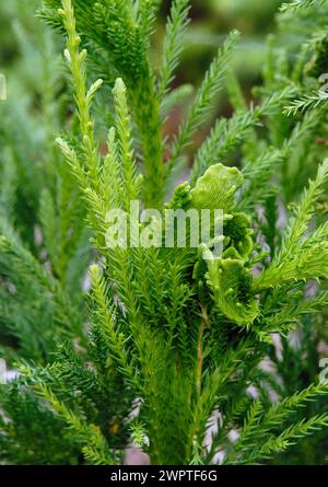 Cryptomeria japonica Cristata, Cryptomeria japonica Cristata Stock ...