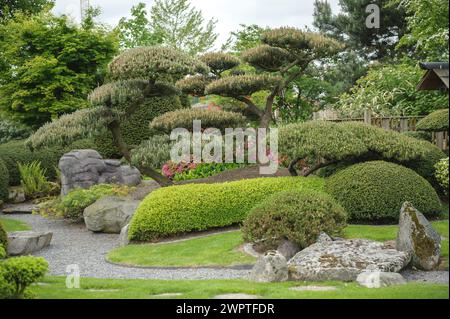 Japanese garden, krummholz pine (Pinus mugo var. pumilio), boxwood ...