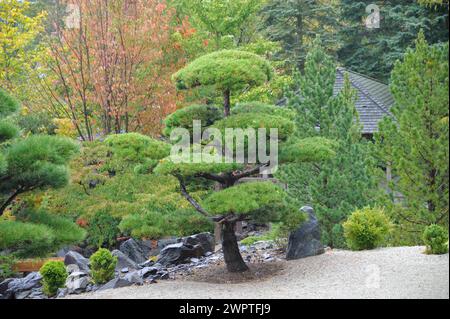 Garden bonsai, lodgepole pine (Pinus contorta Stock Photo - Alamy