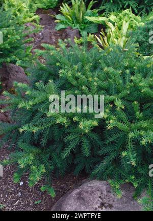 English Yew, Taxus baccata ''Repandens', Niwaki Stock Photo - Alamy