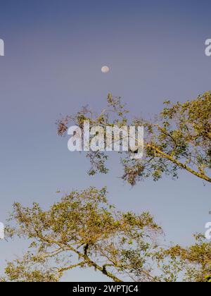The waning moon hangs in a blue clear sky over an eucalyptus tree, in ...
