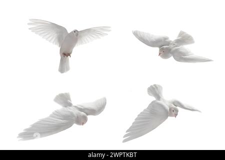 white pigeon in flight on a white background Stock Photo - Alamy