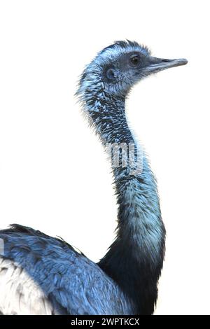 Common Rhea, Rhea americana, view of a male Great Rhea with several ...