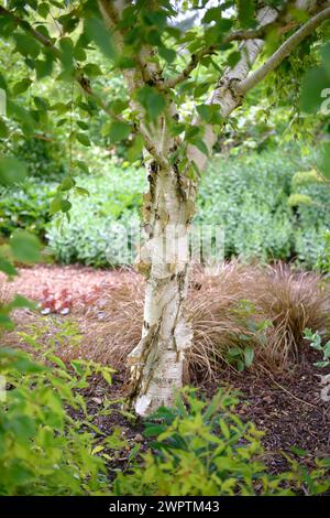 Golden birch (Betula ermanii 'Weeping'), Hillier Arboretum, Romsey ...