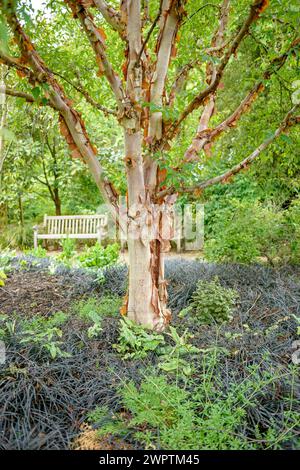 Copper birch (Betula albosinensis var. albosinensis), Hillier Arboretum ...