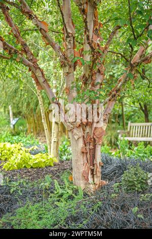 Copper birch (Betula albosinensis var. albosinensis), Hillier Arboretum ...