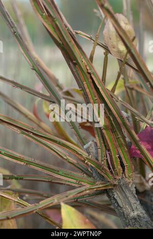 Cork-winged spindle bush (Euonymus alatus 'Compactus'), Saxony, Germany ...