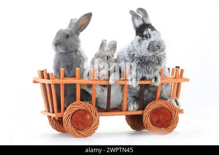 white rabbits in the cart on a white background Stock Photo - Alamy