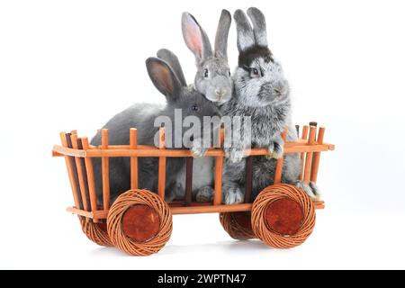 grey rabbits in the cart on a white background Stock Photo - Alamy