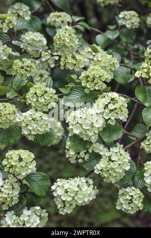 Japanese snowball (Viburnum plicatum), Prillwitz Castle Park ...