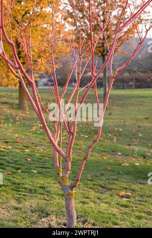 Snakeskin maple (Acer x conspicuum 'Phoenix'), Cambridge Botanical ...