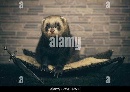 Dark sable color ferret indoor posing for portrait in studio Stock ...
