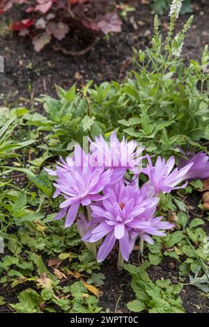 Autumn crocus (Colchicum speciosum Waterlily), Emsland, Lower Saxony ...