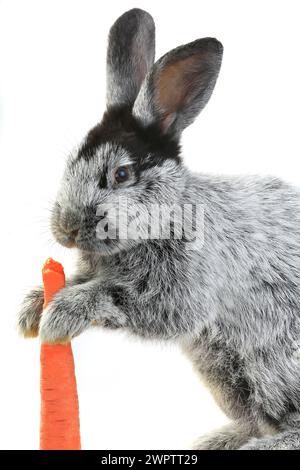 portrait, rabbit with carrot isolated on white background Stock Photo ...