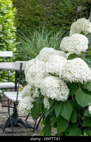Snowball hydrangea (Hydrangea arborescens 'Annabelle'), Cambridge ...