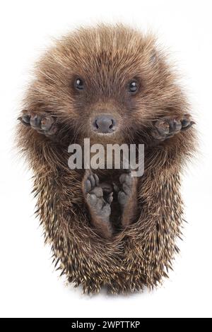 moving hedgehog on white background Stock Photo - Alamy