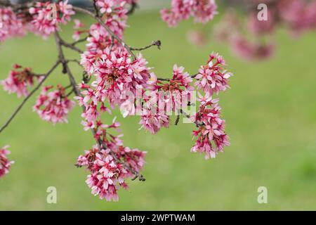Taiwan cherry (Prunus 'Okame'), Cambridge Botanical Garden, Germany ...