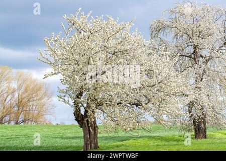 Wild cherry (Prunus avium), Cambridge Botanical Garden, Germany Stock ...