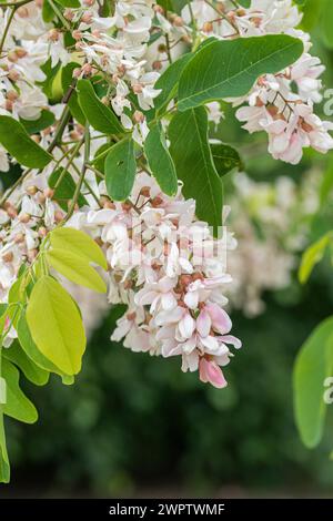 Robinia (Robinia pseudoacacia 'Unifoliola'), Cambridge Botanical Garden ...