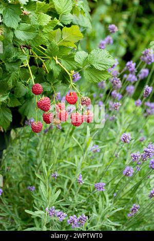 Dwarf raspberry (Rubus idaeus RUBY BEAUTY), Cambridge Botanical Garden ...