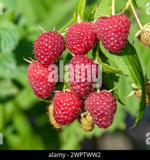 Raspberry (Rubus idaeus' Polka '), Cambridge Botanical Garden, Germany ...