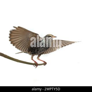 Starling with spread wings isolated on white. Studio Stock Photo - Alamy