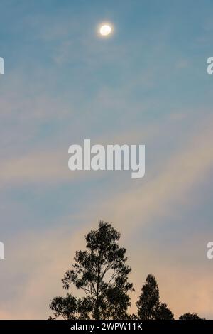 The waning moon hangs in a blue clear sky over an alder tree, early in ...