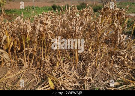 Mature Turmeric crop ready for Harvest Stock Photo - Alamy