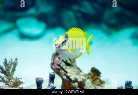 Masked Rabbitfish - Siganus puellus and golden rabbitfish in blue water ...