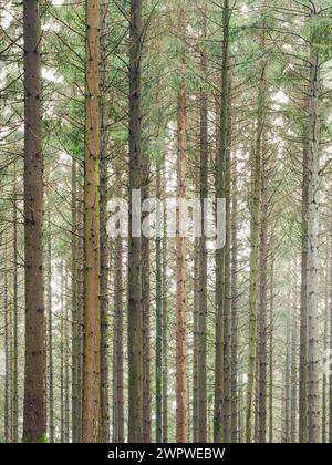 Dense woodland with tall conifers and lush undergrowth in Dorset ...