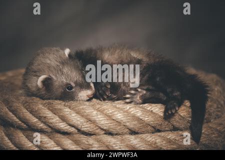 Dark sable five weeks old ferret baby posing for portrait on hemp rope ...