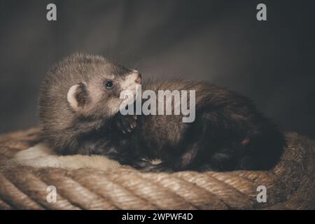 Dark sable five weeks old ferret baby posing for portrait on hemp rope ...