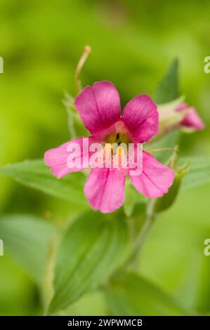 Lewis' Monkeyflower Mimulus lewisii wildflowers blooming along a hiking ...