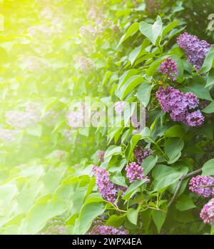 Purple lilac blooms. Branch of blossoming lilac. Shallow depth of field ...