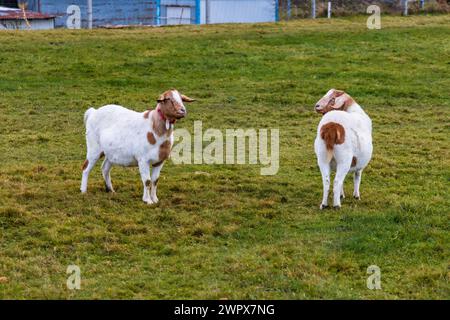 Small green glade with few goats walking and eating at cloudy afternoon ...